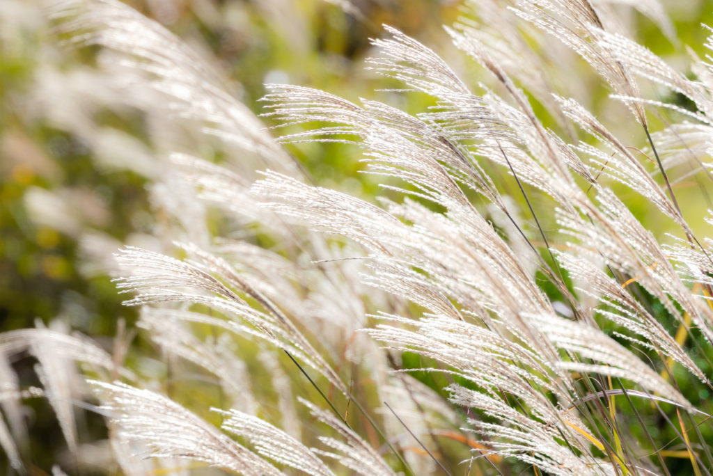 ススキ | 無料の高画質フリー写真素材 | イメージズラボ